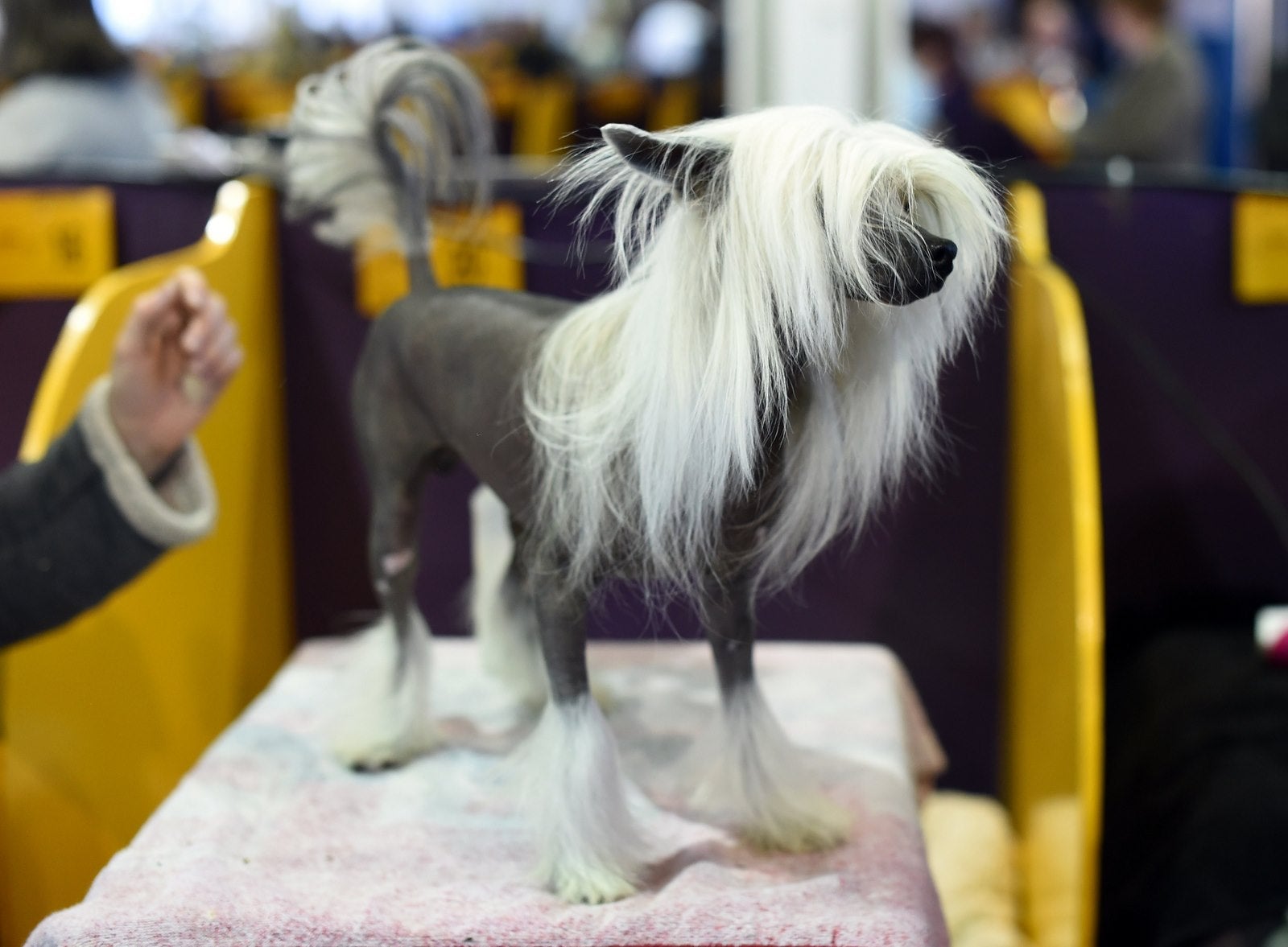 Perros de moda - ideal.es