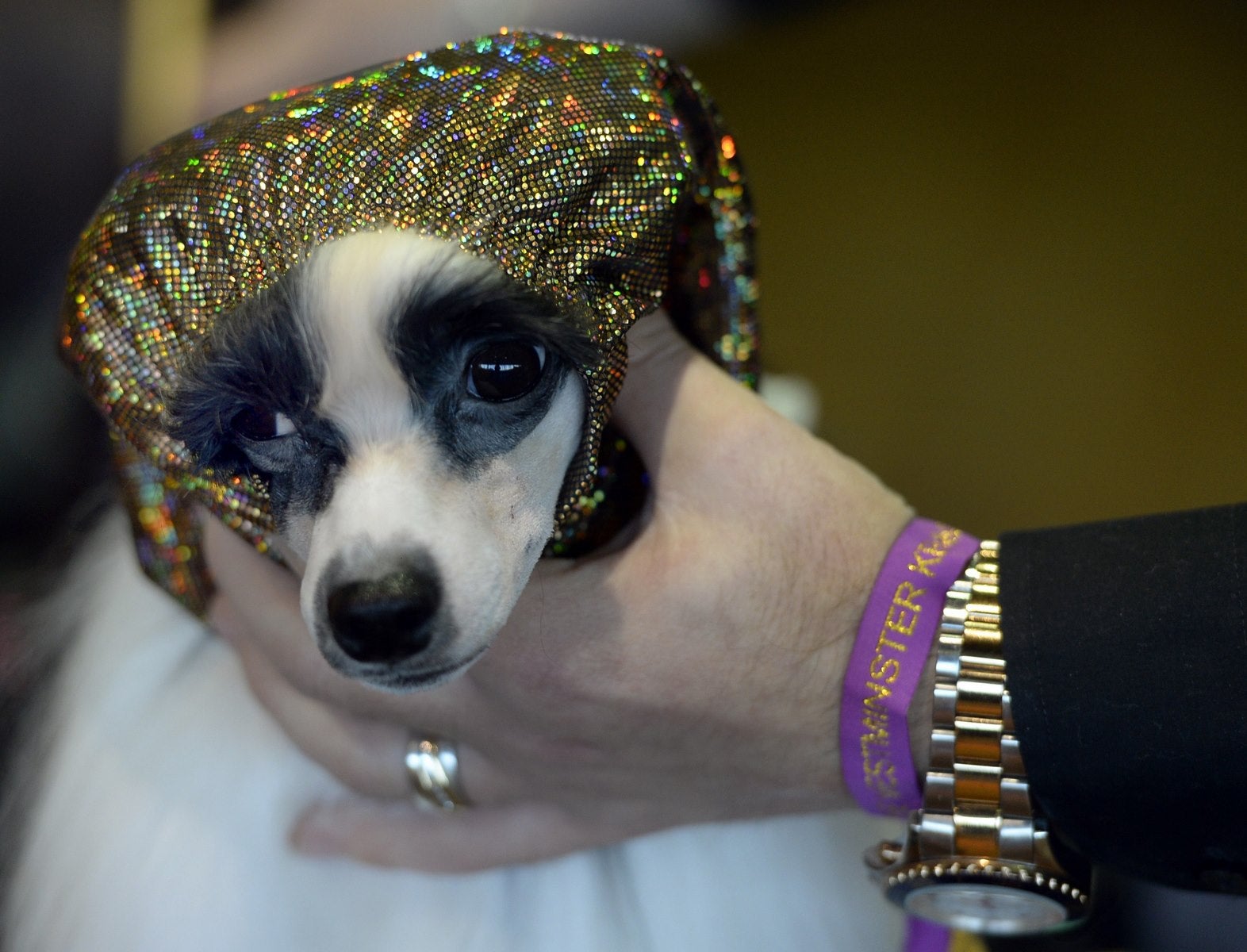 Perros de moda - ideal.es