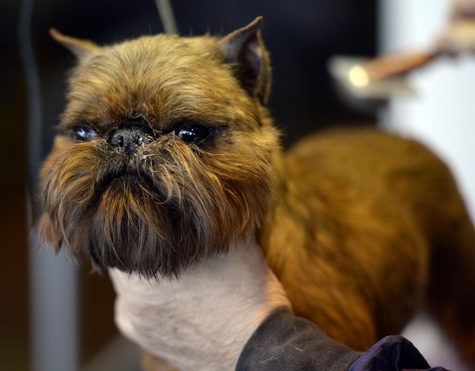 Perros de moda - ideal.es