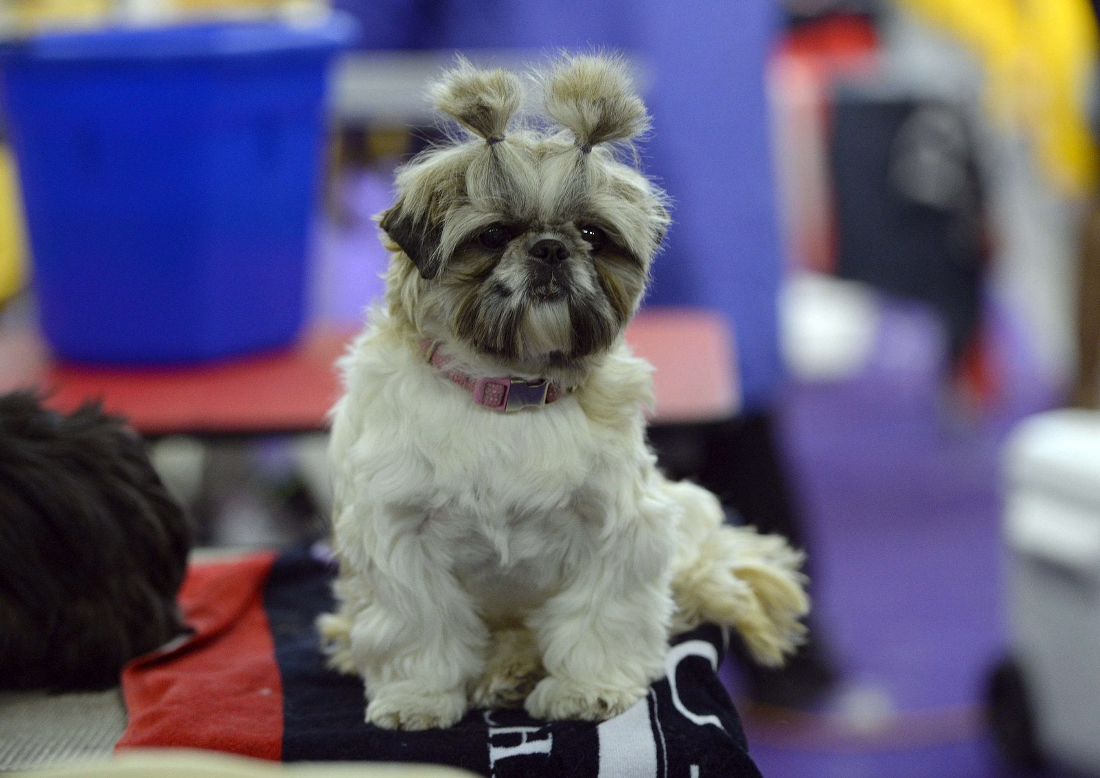 Perros de moda - ideal.es