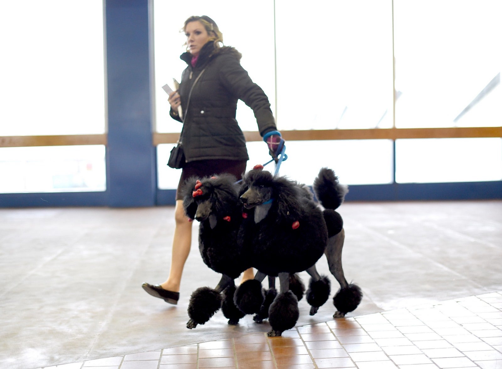 Perros de moda - ideal.es