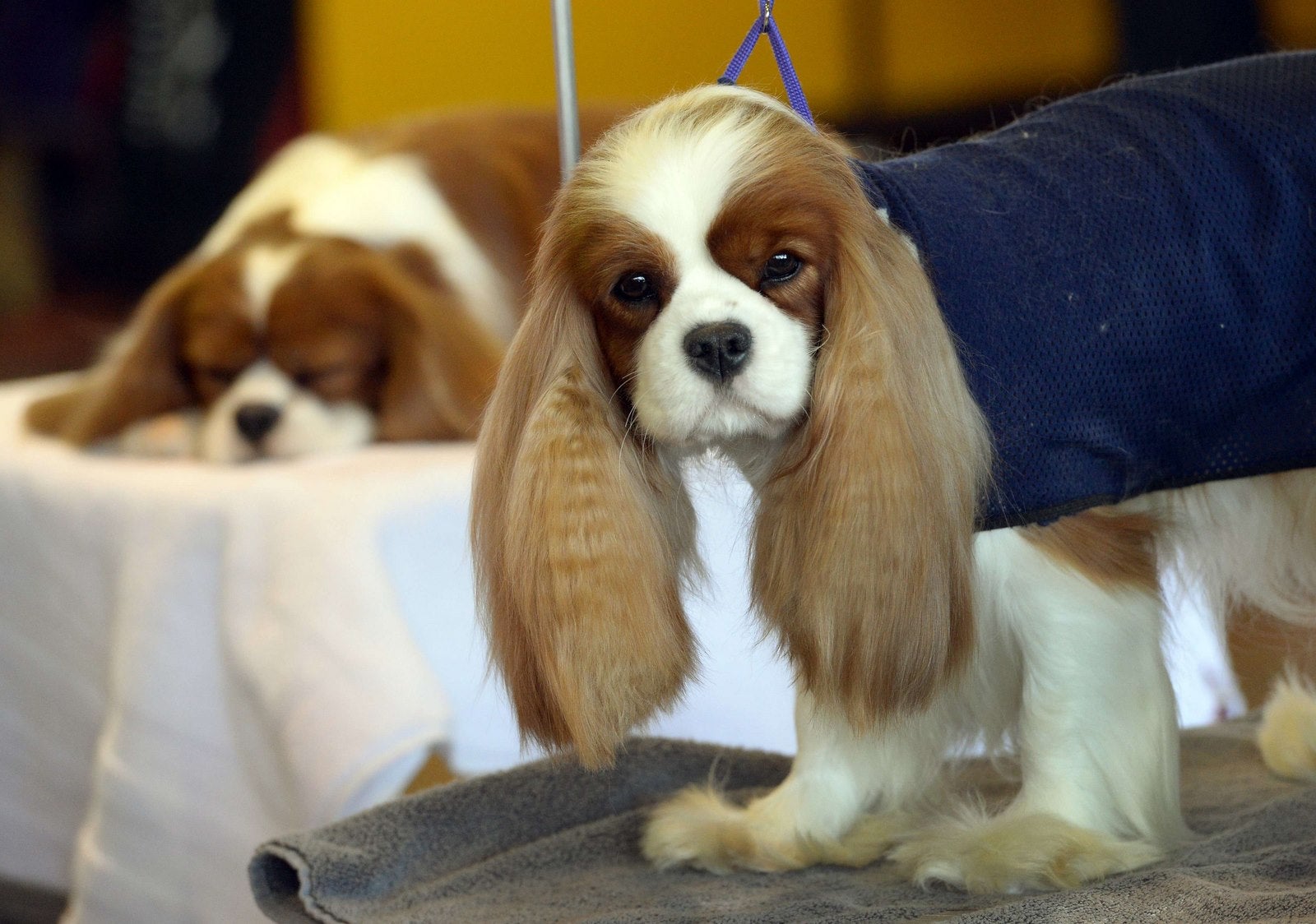 Perros de moda - ideal.es