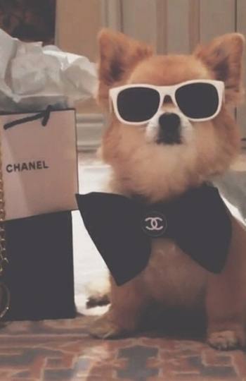 Así viven los perros más ricos del mundo - ideal.es