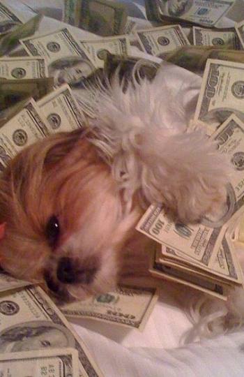 Así viven los perros más ricos del mundo - ideal.es