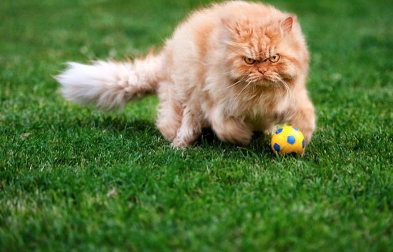 Garfie, el gato que vive siempre cabreado - ideal.es
