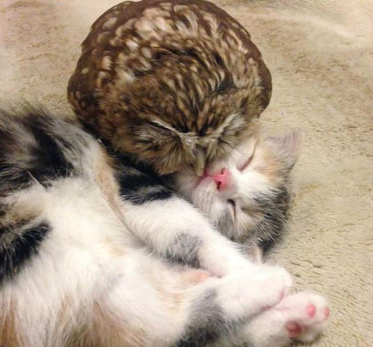 La entrañable amistad entre un búho y un gatito - ideal.es