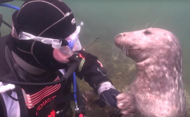 La adorable foca que ha conquistado a las redes | Ideal