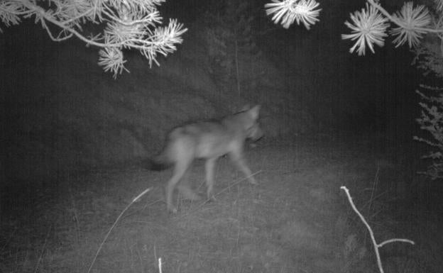 Este es el lobo que está atacando ovejas sin parar en España | Ideal