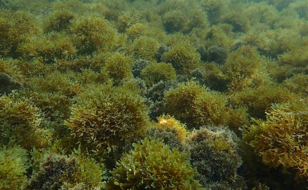 Una especie invasora de algas amenaza los hábitat de las praderas de posidonia marina | Ideal