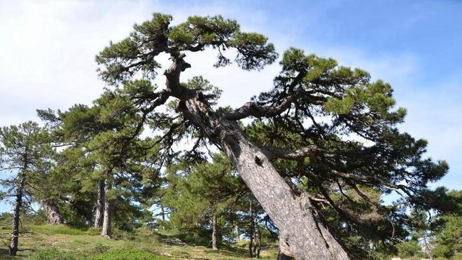 Cazorla guarda los pinos más viejos de España | Ideal