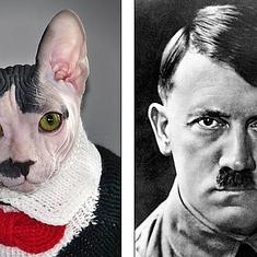 El gato que se parece a Adolf Hitler arrasa en las redes sociales | Ideal