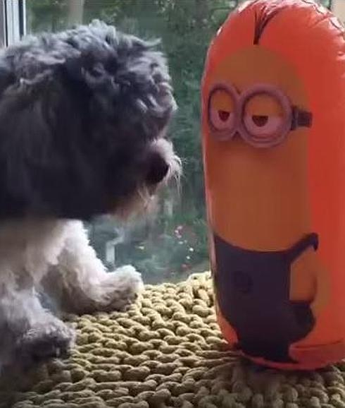 La genial pelea entre un perro y un minion | Ideal