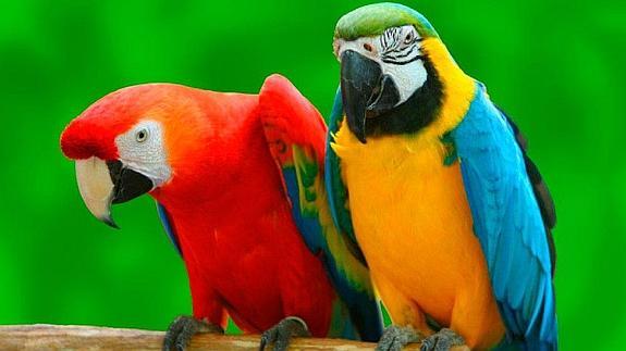 Los loros son más inteligentes que los monos | Ideal