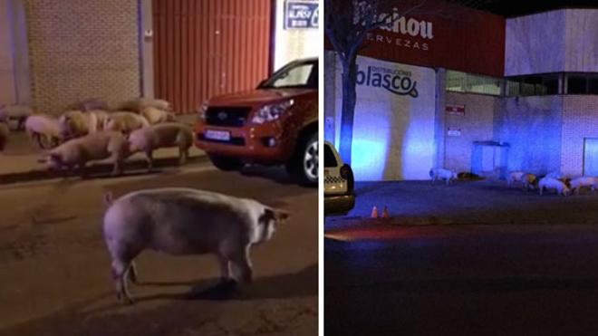 Vuelca un camión de cerdos en pleno centro de Huesca | Ideal